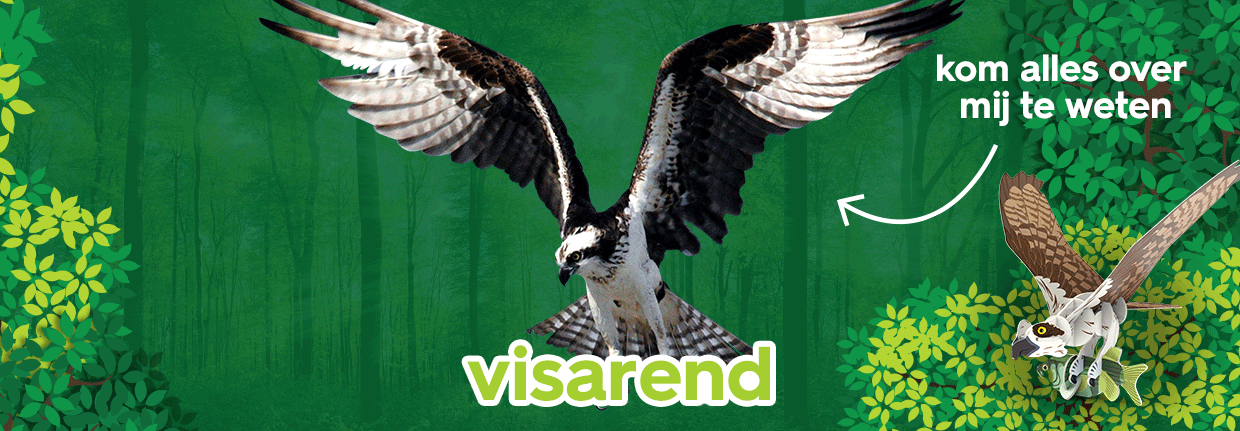 visarend - HEMA roofdieren